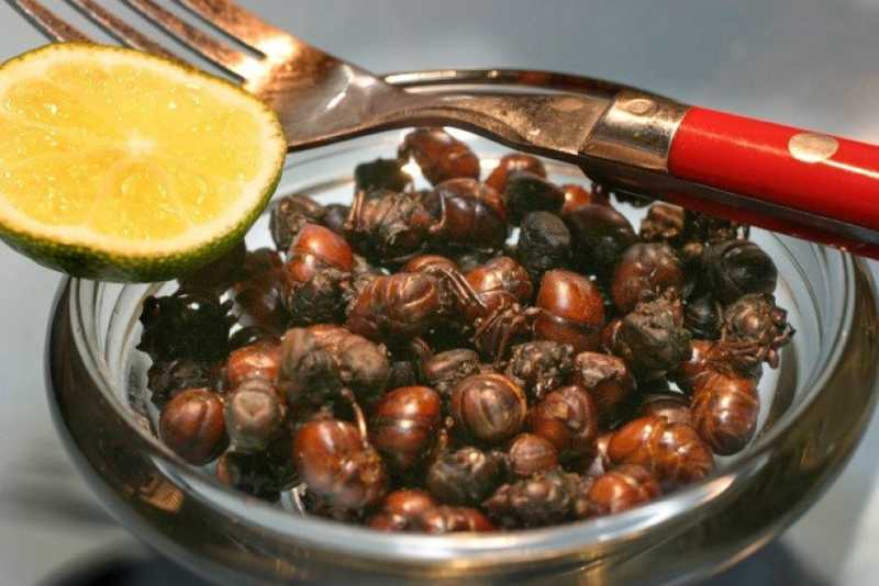 Hormigas culonas en Toronto ¿te atreverías a probar este exótico plato ...