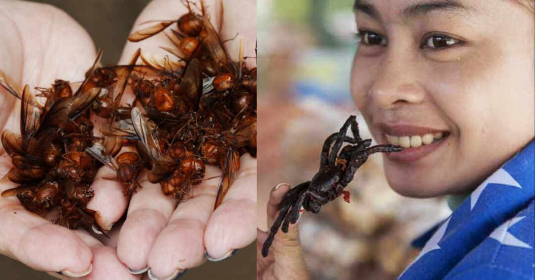 Estas son las comidas más extravagantes de Latinoamérica | QPASA