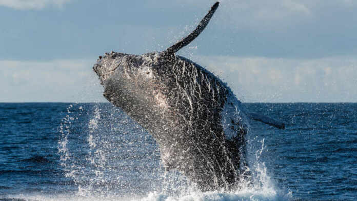El avistamiento de ballenas, más allá de una bonita actividad esto es lo que debe saber | QPASA