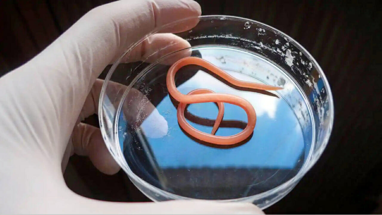 Reviven a un gusano que estuvo 46 mil años congelado en el permafrost siberiano | QPASA