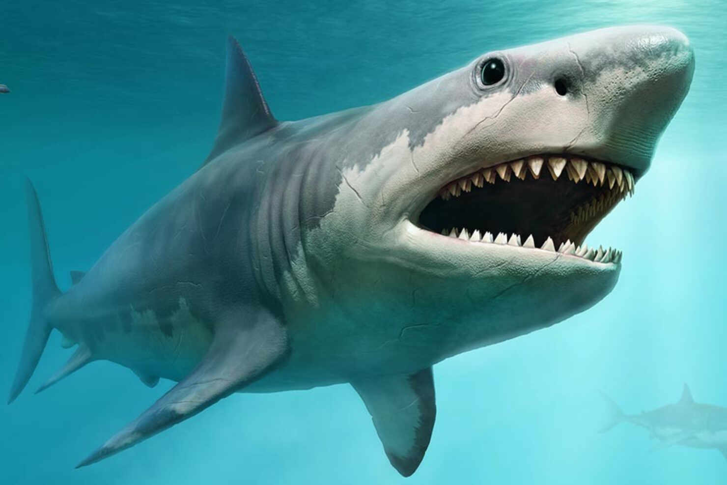 Megalodon el tiburón más grande que existió en el mundo | QPASA