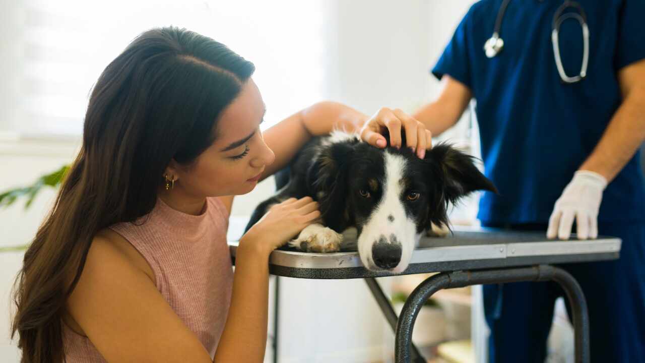 Estudio revela que perder a un perro es tan doloroso como perder a un ...