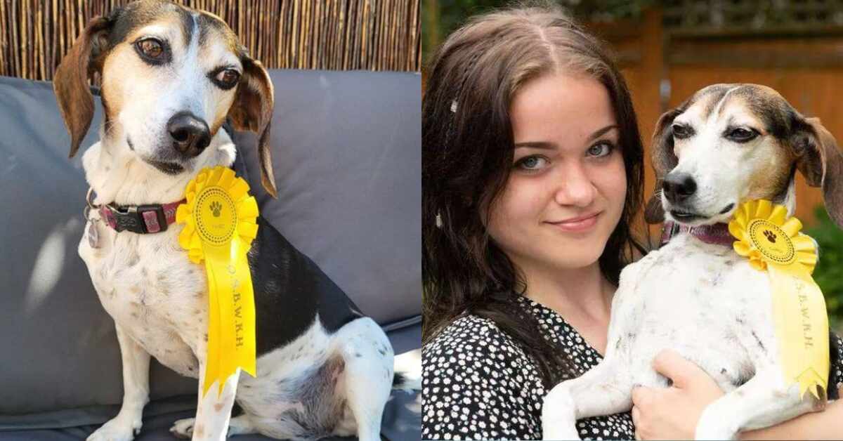 Perrita escapó de su casa y volvió con un premio de una exposición ...