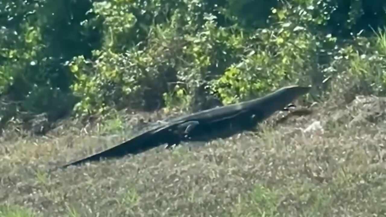 Extraña criatura aterroriza a viajeros en la Florida | QPASA
