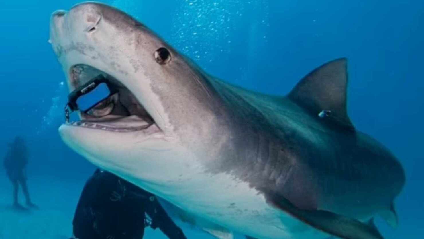 Un tiburón se traga un celular con la cámara encendida y el video ...