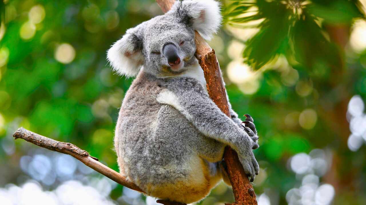 Los koalas duermen hasta 22 horas al día | QPASA