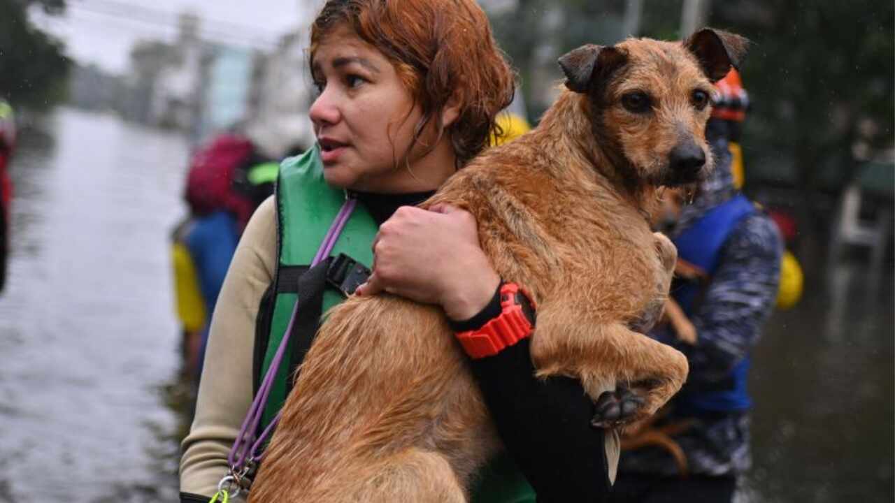 El 40 % de las personas salvaría a su perro antes que a un humano | QPASA
