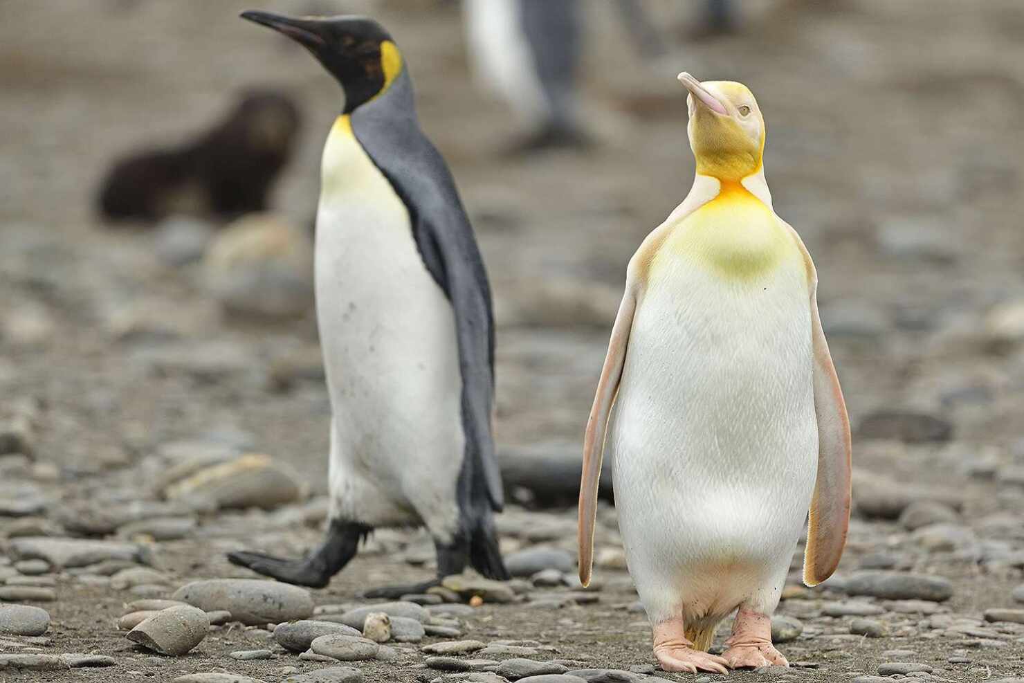 Fotógrafo captura por primera vez un extraño pingüino amarillo | QPASA