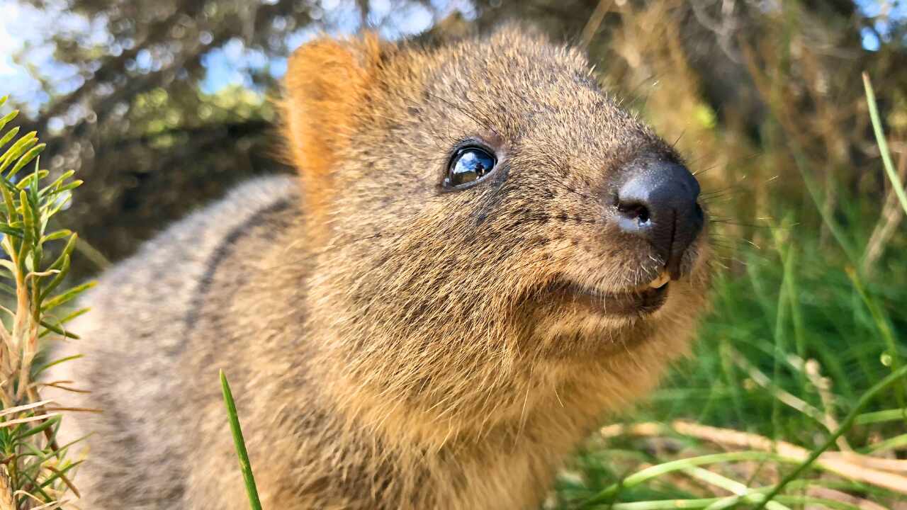 El quokka es considerado el animal más feliz del mundo porque siempre ...